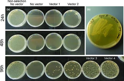 Growth Of Agrobacterium Tumefaciens On Lb Media A Agrobacterium Download Scientific Diagram