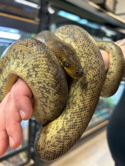 Female Macklots Python Macklots Python By Reptile Factory