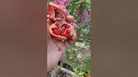 পরিপক্ক হবার আগেই একটা মেক্সিকান আনার বেদনা ফেটে চৌচির কিন্তু কালার চম