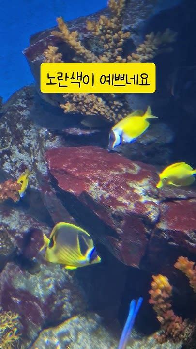 예쁜 열대 해수어 옐로우탱 니모 도리 친구 Youtube