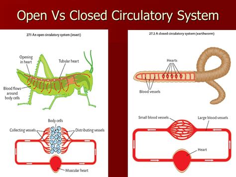 Open And Closed Circulatory System Diagram