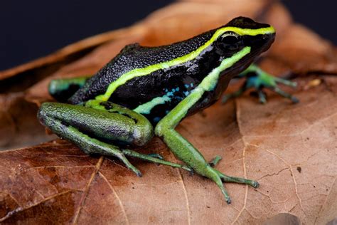 Types Of Colorful Frogs
