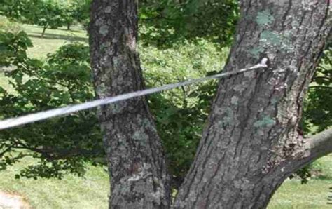 Tree Service Trenton Tree Cabling And Bracing In Trenton Ontario