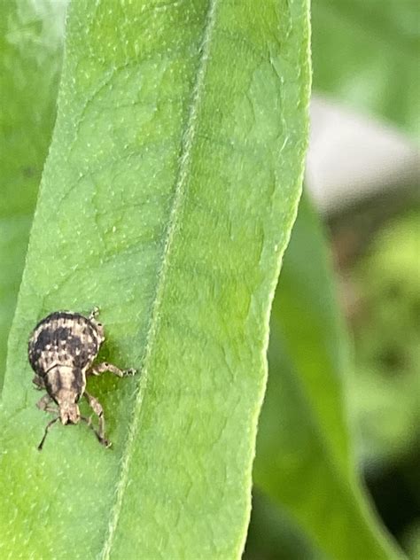 Is This A Weevil Theres No Snoot But It Has That Weevil Stare Of Compassion R Weeviltime