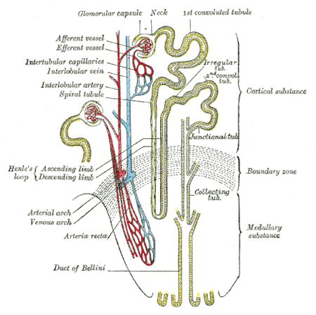 Nephron Parts Function Diagram Lesson Study
