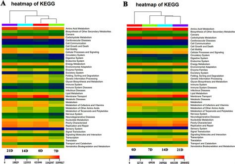 Kegg Pathway Analysis A Enrichment Analysis Of Kegg Pathway In Download Scientific Diagram