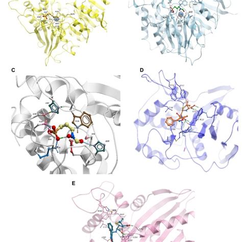 A Binding Interaction Of Drug Binding Pocket Of Dxr From Li Pdb