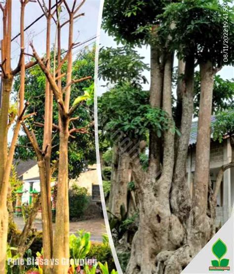 Harga Pohon Pule Biasa Vs Pule Grouping Super Tunas Penghijauan