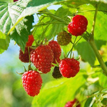Nova Red Raspberry Plant Stark Bros