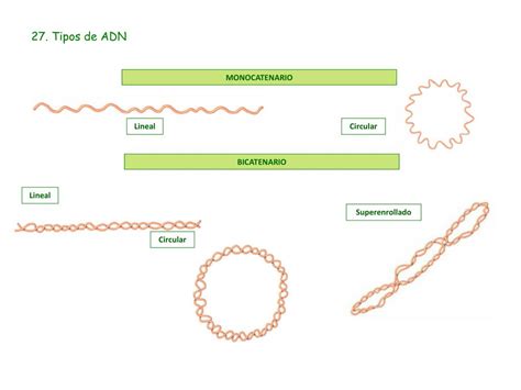 Ppt Tema 5 Ácidos Nucleicos Powerpoint Presentation Free Download