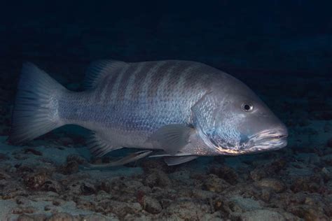 Grunts And Snappers Bonaire Reef