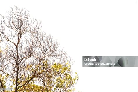 클리핑 경로와 흰색 배경에 잘라 고립 된 디에 마른 나무의 분기 0명에 대한 스톡 사진 및 기타 이미지 0명 건조한 계절 Istock