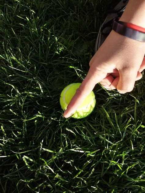 Ball Detetection Object Detection Dataset And Pre Trained Model By Barbequesauce