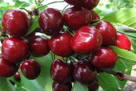 Черешня Искра: реальные отзывы, подробное описание с фото