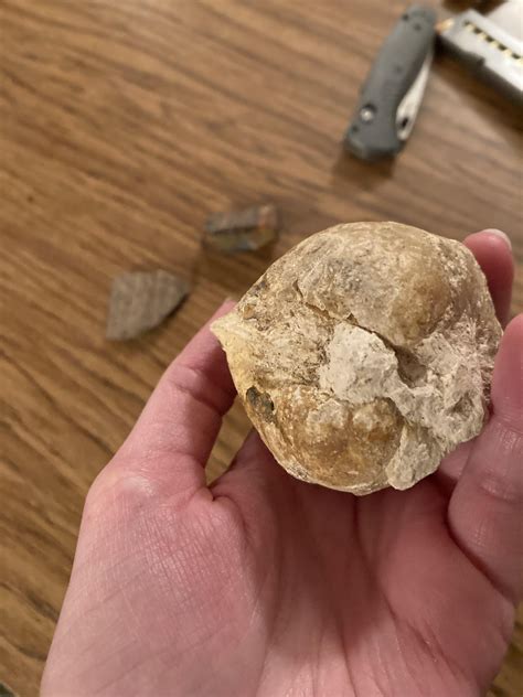 Is This Some Sort Of Clam Or Bivalve It Looks So Uncanny Found On A Ranch In West Central