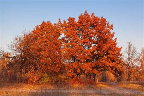 How To Grow And Care For Red Oak Trees Quercus Rubra