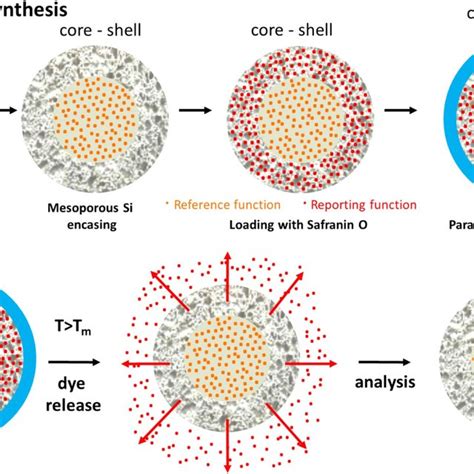 A A Schematic Representation Of The Synthesis Stages Of The Download Scientific Diagram
