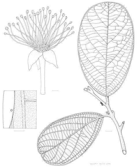 Blumeodendron Bullatum Airy Shaw A Habit B Revolute Leaf Margin