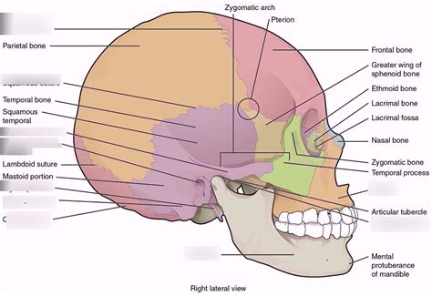 Anatomy Lab Practical 1 Skeletal System Axial Skeleton Diagram Quizlet