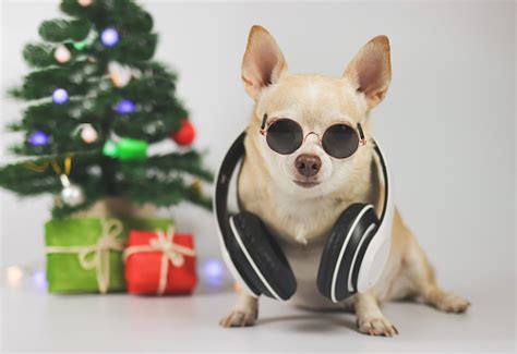 갈색 짧은 머리 치와와 개는 선글라스와 헤드폰을 목에 걸고 크리스마스 트리와 빨간색과 초록색 선물 상자가 있는 흰색 배경에 앉아
