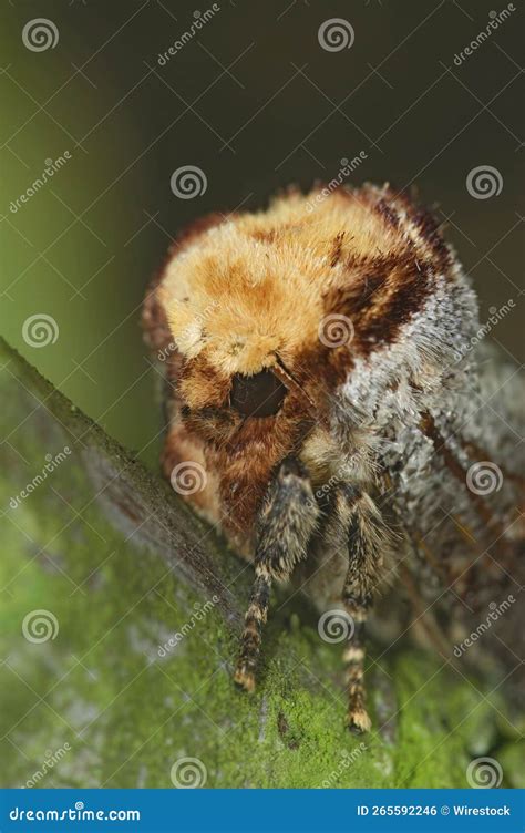 Buff Tip Moth Phalera Bucephala On A Tree Branch In Closeup Stock