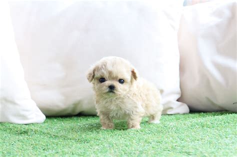 강아지분양 퍼피당 안산 말티푸분양 뽀순