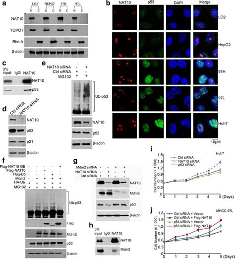 Nat10 Is Upregulated In Hepatocellular Carcinoma And Enhances Mutant