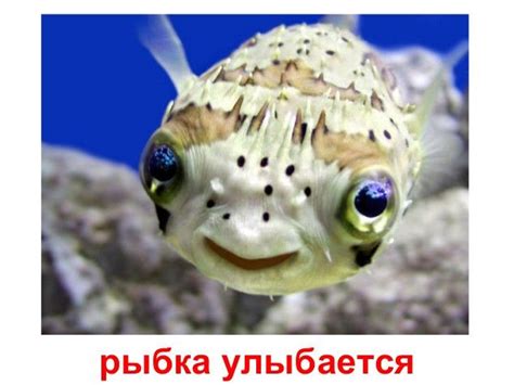 Прикольні картинки для презентації