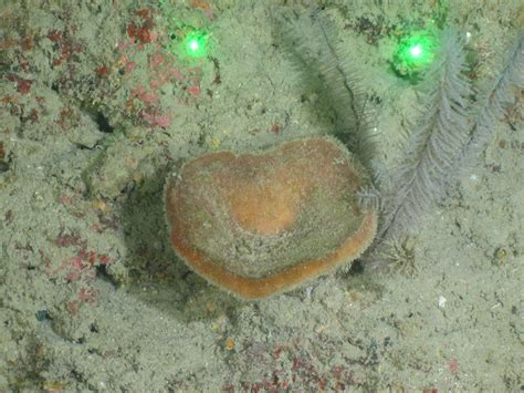 What Are Sponges And Why Do They Matter Ocean Exploration Facts Noaa