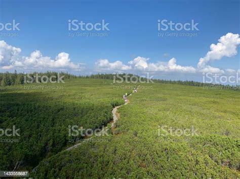 무성한 녹색 자연과 식물로 둘러싸인 숲에서 아스팔트 도로의 조감도 0명에 대한 스톡 사진 및 기타 이미지 0명 경관 계절 Istock