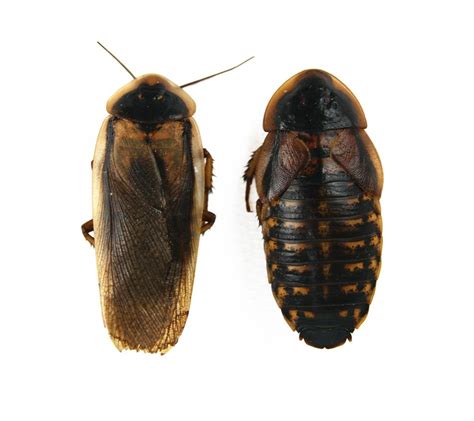 Dubia Roaches Bulk Where To Buy Dubia Roaches