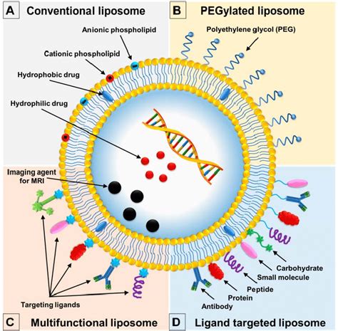 Structure And Components Of Various Types Of Liposomes 21 28 38 39