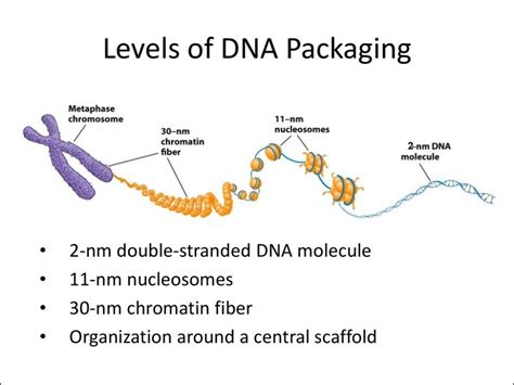 Chromatin And Chromosomes