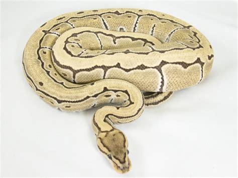 Proven Breeder Pinstripe Desert Ghost Ball Python By Directed Evolution