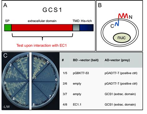 Gcs1 Ec11 Interaction Analysis By Mating Based Yeast Two Hybrid