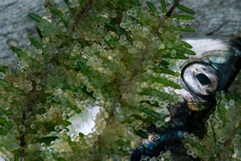 Our Wild Puget Sound