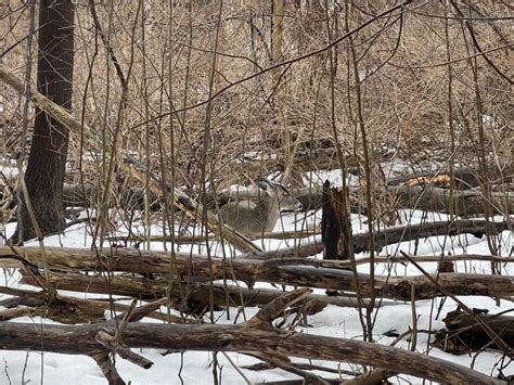saw a deer today before my calculus test r utm