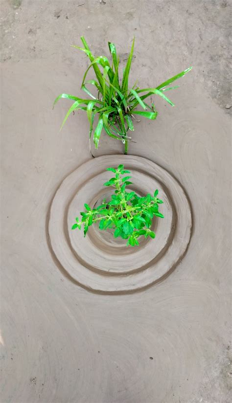 Grass Tree Free Photo On Pixabay Pixabay