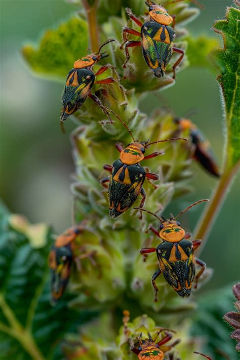 Controlling Squash Bugs Organically Tips For A Healthy Garden