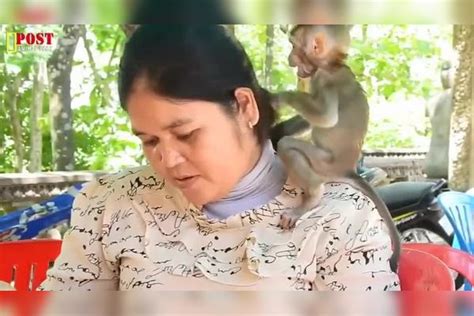 孤儿猴帮主人抓虱子真是贴心的小棉袄