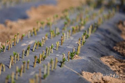 “Тэрбум мод” үндэсний хөдөлгөөний хүрээнд “Энержи Ресурс” ХХК 150 мянган мод тариад байна
