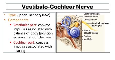 Vestibulocochlear Nerve Function Peripheral Nervous System Pns