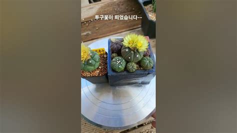 투구succulent 다육식물 아프리카식물 선인장 산골다육이 Youtube