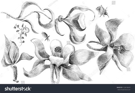 Flower Sketch Set Hand Drawing Stock Illustration 123018043 Shutterstock