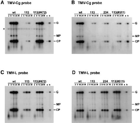 Complementation Of The Tom2 1 Mutation By T Dna Clones 472 And 511 At Download Scientific