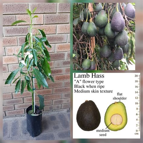 Semi Dwarf Avocado Lamb Hass Is A Leeming Fruit Trees Facebook