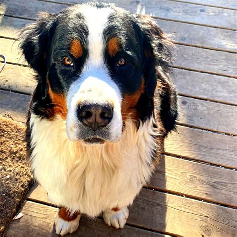 Find Out What To Know About Bernese Mountain Dogs