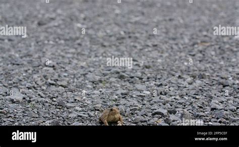 Fat Toad Stock Videos And Footage Hd And 4k Video Clips Alamy