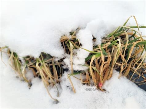 텃밭작물 2월 텃밭가꾸기 월별 파종시기 재배달력 캘린더 만들기 네이버 블로그