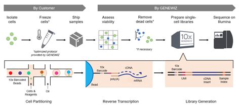 A Test Metric For Assessing Single Cell Rna Seq Batch Correction Lucoxcl